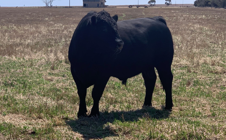 Angus Bulls For Sale – Southern Livestock Exchange
