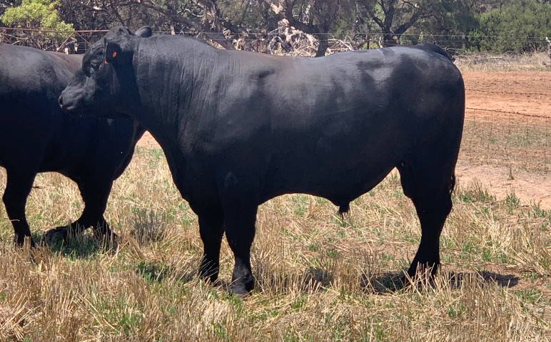 Angus Bulls For Sale – Southern Livestock Exchange