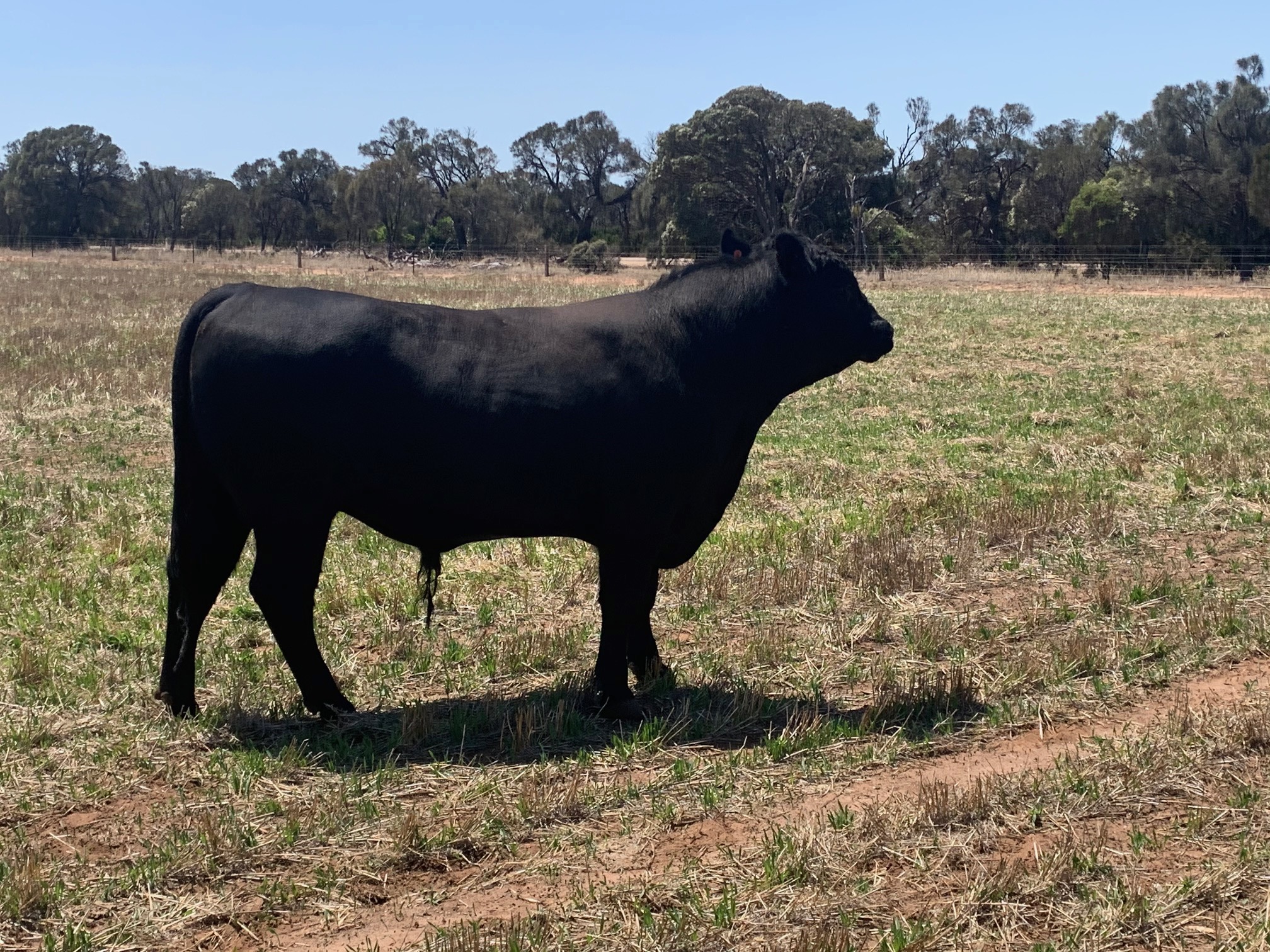Angus Bulls For Sale – Southern Livestock Exchange